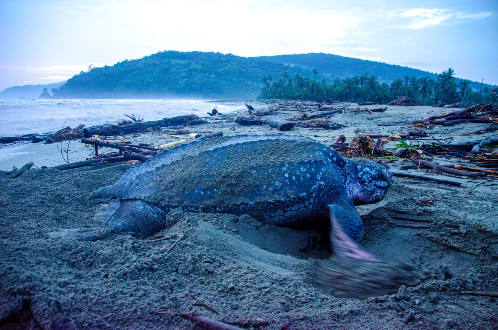 Tortugas marinas: un patrimonio natural de Panamá - Naturaleza ...