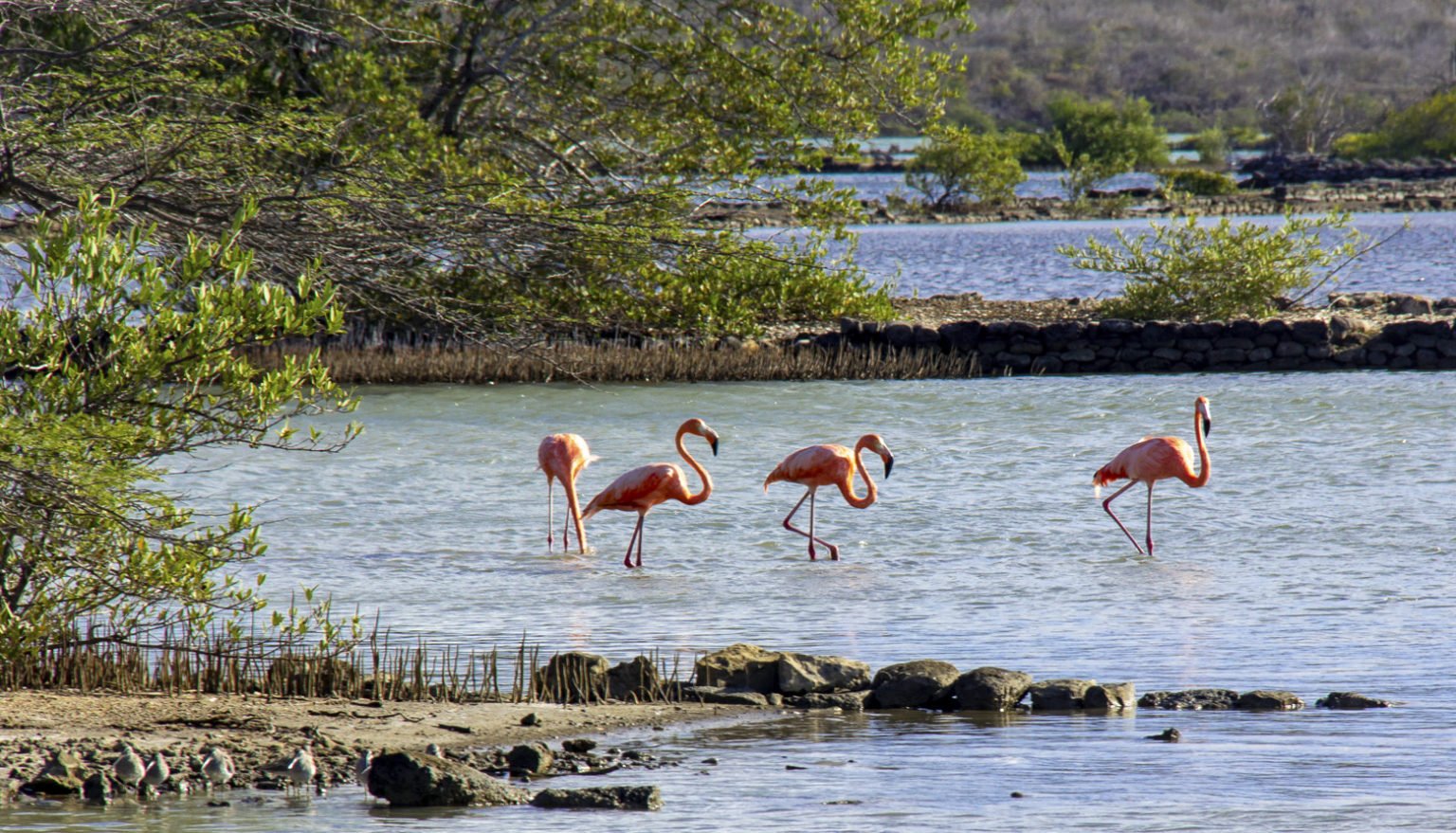 Postcards from Curaçao - Panorama of the Americas