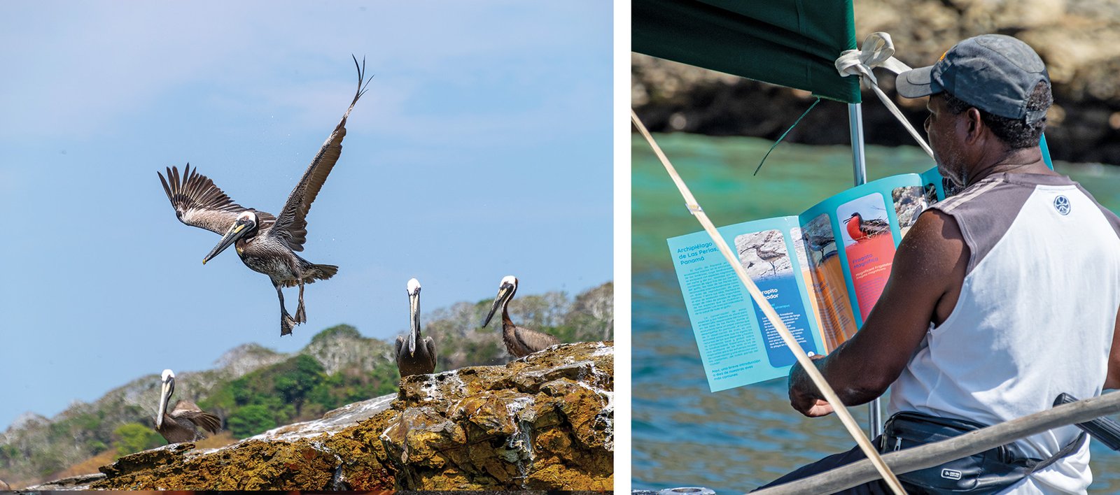 Isla Pacheca, la ciudad de las aves - Panorama de las Américas