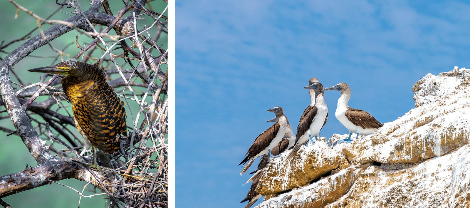 Isla Pacheca, la ciudad de las aves - Panorama de las Américas